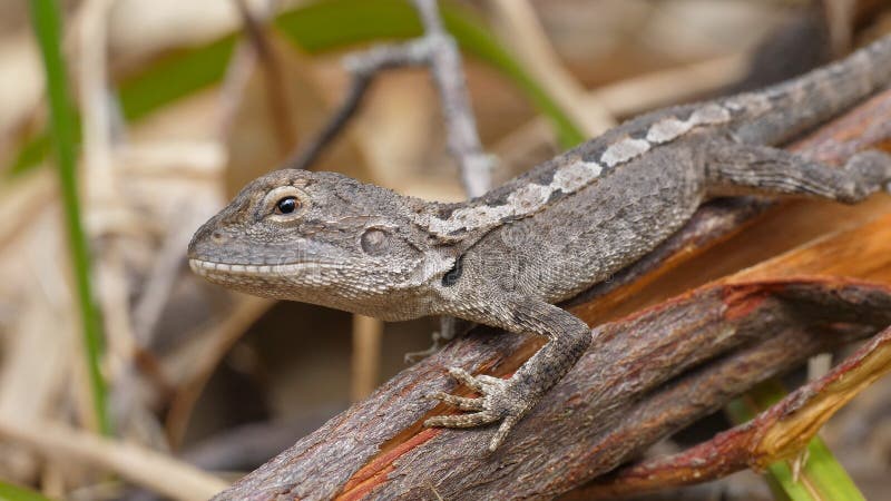 Jacky Lizard stock image. Image of australia, jacky - 218662985