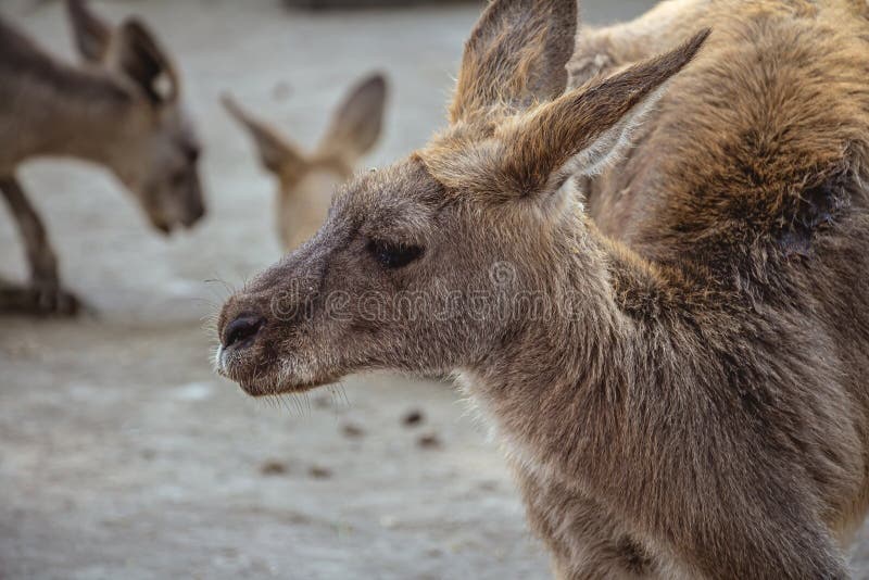 Close Up Side View of a Kangaroo Stock Photo - Image of nature ...