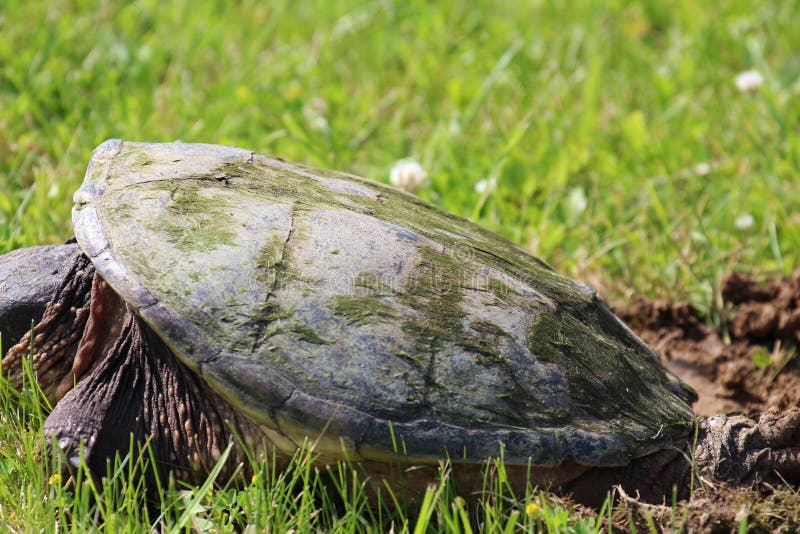 Close Up, Side View, of a Large Common Snapping Turtle Laying in the ...