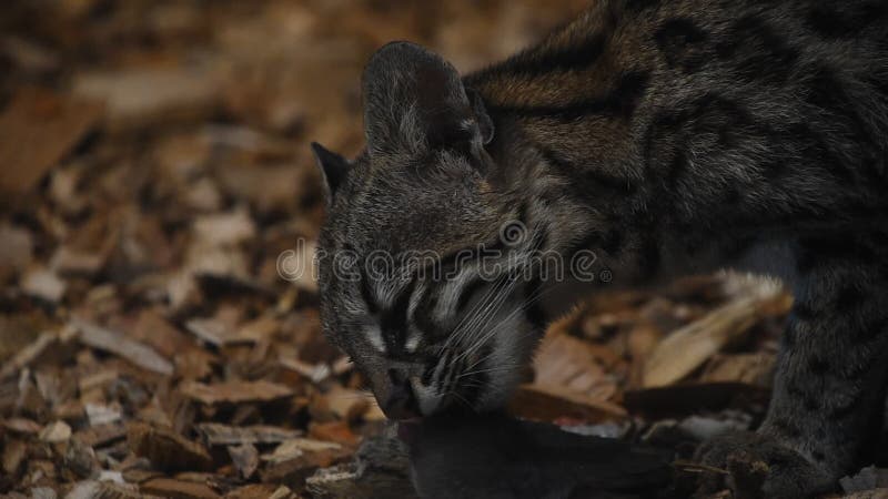 Close Up Side View of Margay Wildcat Eating Rat Stock Video - Video of ...