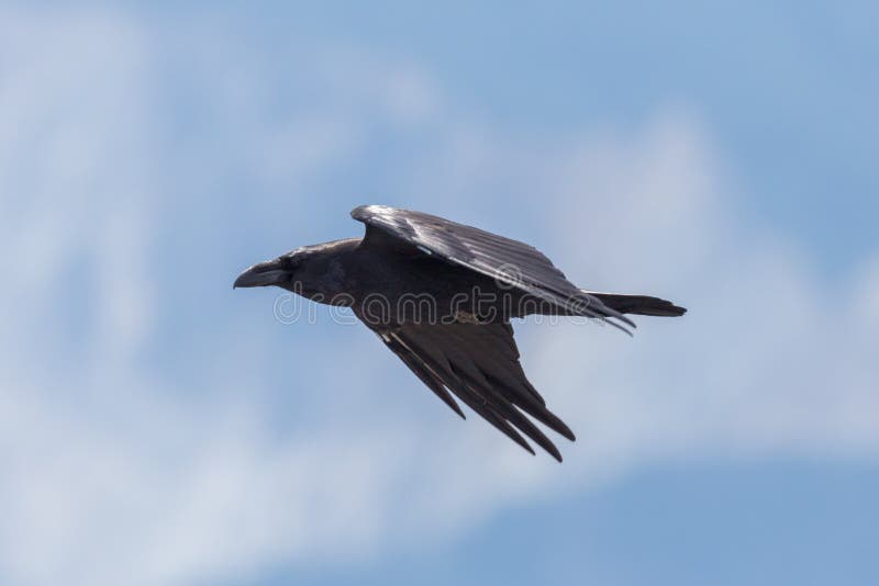 644 Raven Side View Stock Photos - Free & Royalty-Free Stock Photos ...