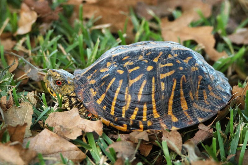 Ornate Box Turtle in Grass Close-up Stock Photo - Image of shell ...