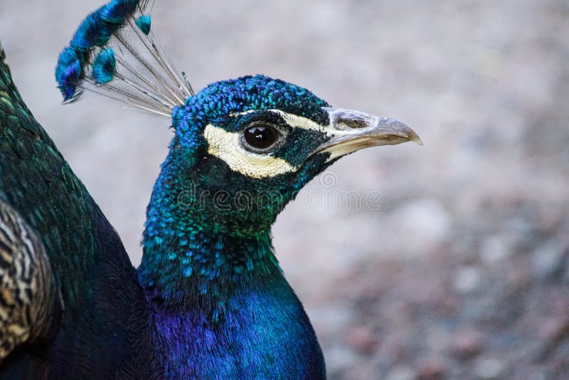 Close Up Side View of a Peacock Stock Photo - Image of closeup, beak ...