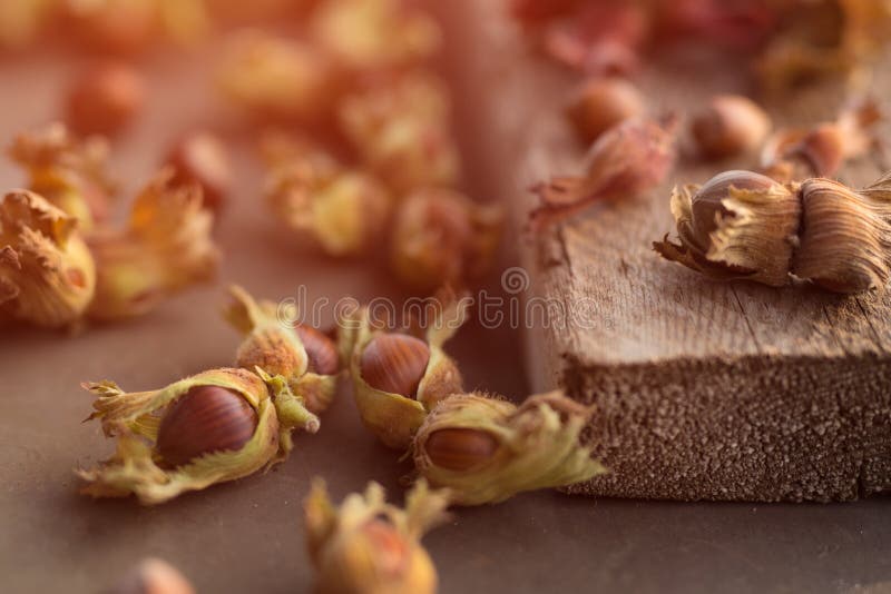 Close Up Side View Photo Composition of Just Harvested Whole Hazelnuts ...