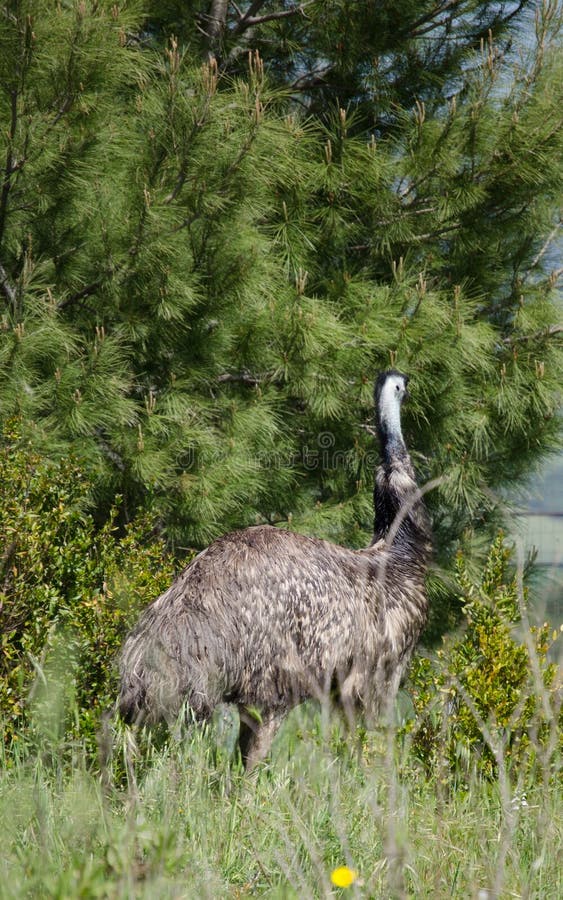 Emu side view stock photo. Image of nature, creation - 28506682
