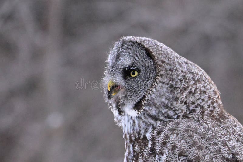 Close Up Side View Portrait of a Great Grey Owl Stock Photo - Image of ...