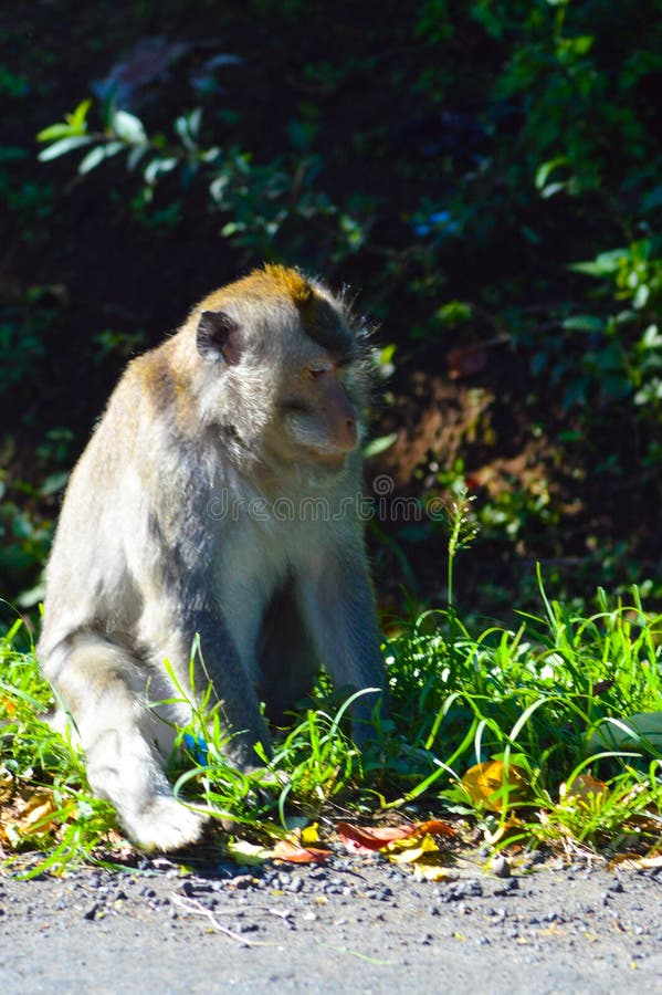 Relaxed Wild Monkey Sitting in Sunbathing Pose, with Its Head Lowered ...
