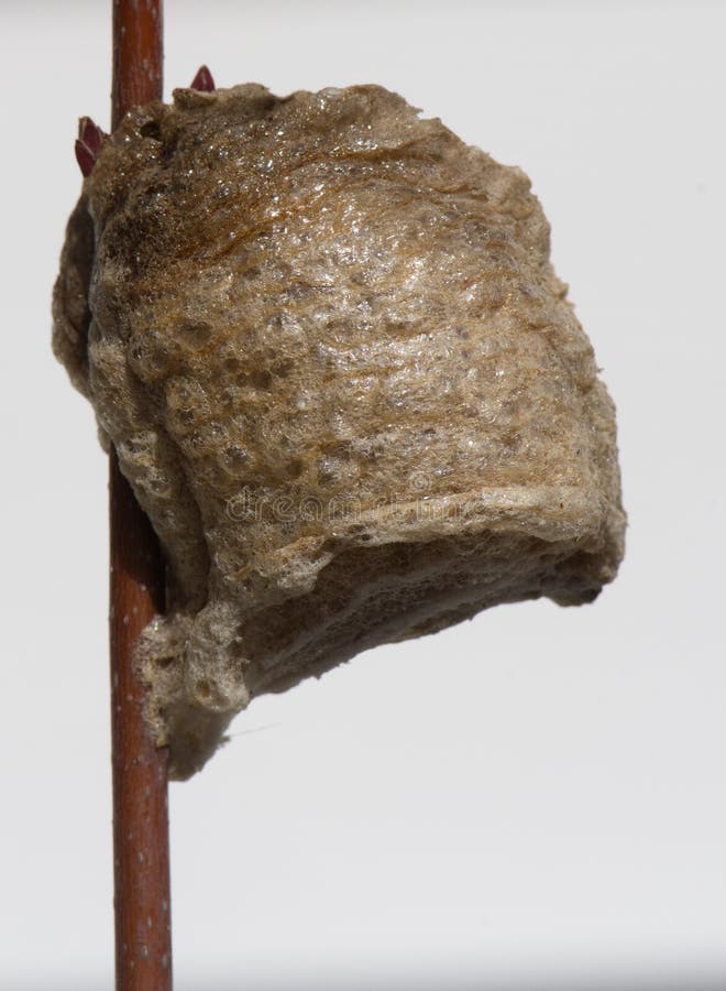Close Up Side View of a Praying Mantis Nest. Stock Photo - Image of ...