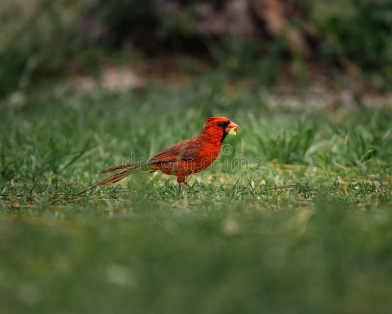 Close Up Side View of a Red Cardinal Holding Something with Its Beak ...