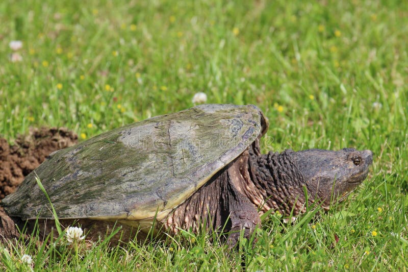 Close Up, Side View of a Snapping Turtle Laying Eggs in a Hole, in the ...