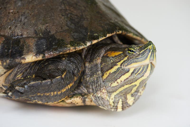 Close Up Side View on Turtle Stock Photo - Image of tortoise, cute ...