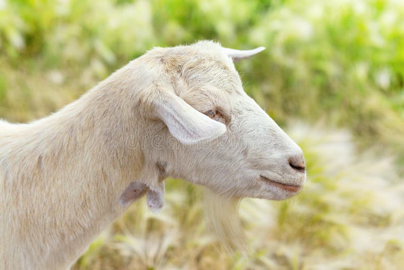 Close Up of Side View of White Goat on Blurred Grass Background. Stock ...