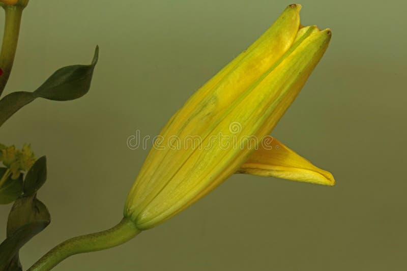 Close Up, Side View, of a Yellow Day Lily Flower Beginning To Bloom ...