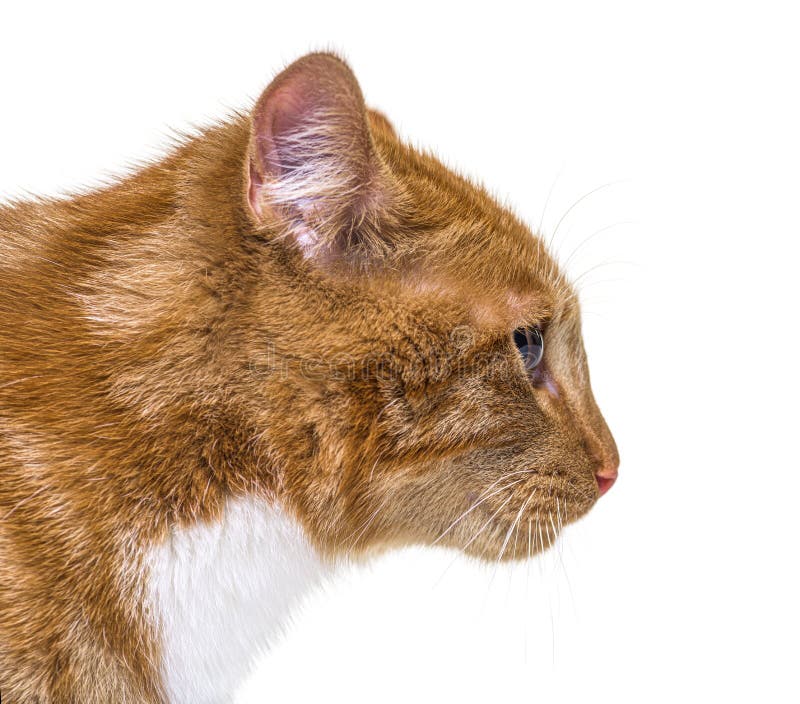 Close Up, Side View of a Young Ginger Cat Looking Away Stock Image ...