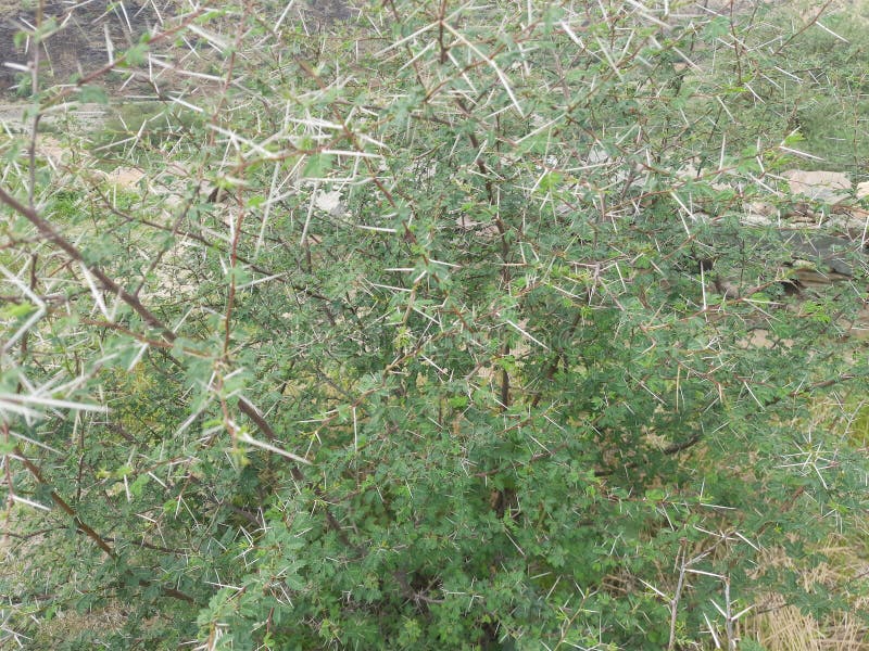 Close-up of Sidr Tree. Spiny Tree Branches, Green Trees and Plants ...