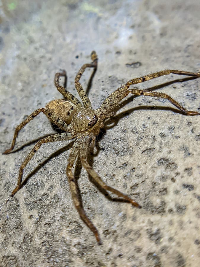 Close Up Silent Spider Waiting for Prey Stock Photo - Image of insect ...