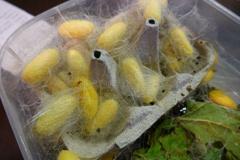 Close-up of Silkworm Cocoons in a Cardboard Egg Cup. Breeding Silkworms ...