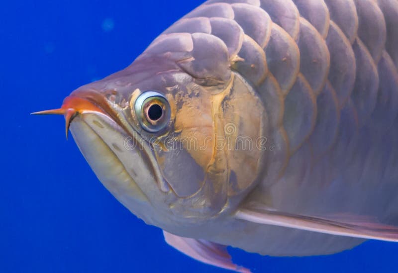 Close Up Silver Arowana Fish Stock Image - Image of dragon, background ...