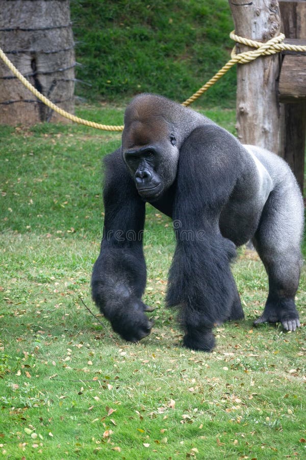 Close Up of a Silver Back Gorilla Walking Editorial Stock Image - Image ...