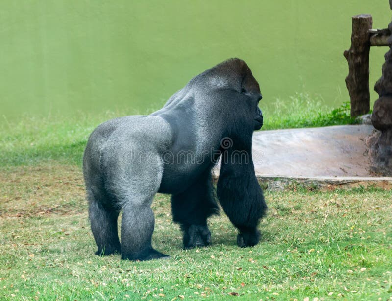 Close Up of a Silver Back Gorilla Walking Editorial Stock Photo - Image ...