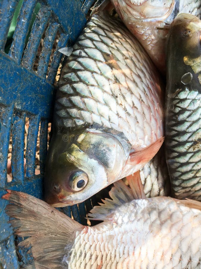 Silver barb fish stock image. Image of barb, food, fishing - 109377669