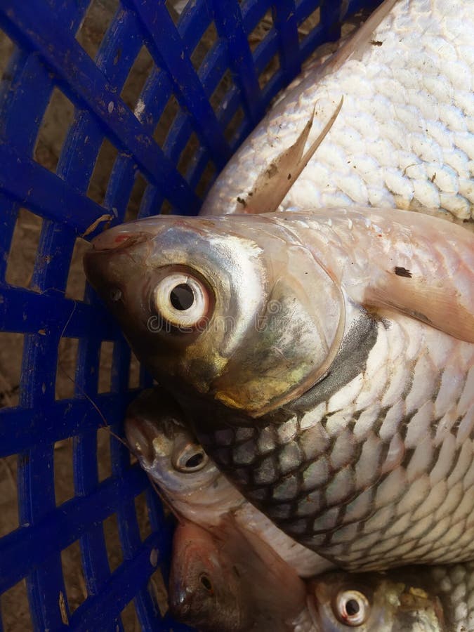 Silver barb fish stock image. Image of catch, fresh - 120081203