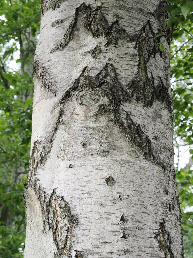 Close-up of a Silver Birch Tree Trunk Showing Patterns in the Bark Stock Photo - Image of ...