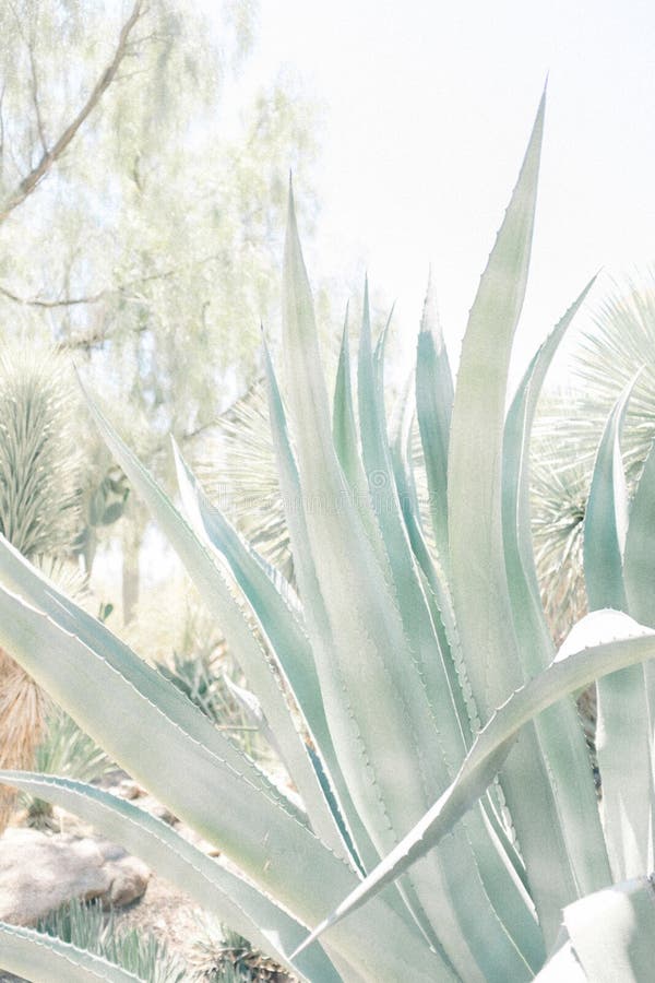 Silver Blue Agave Plant in Garden Stock Photo - Image of wind, sketch ...