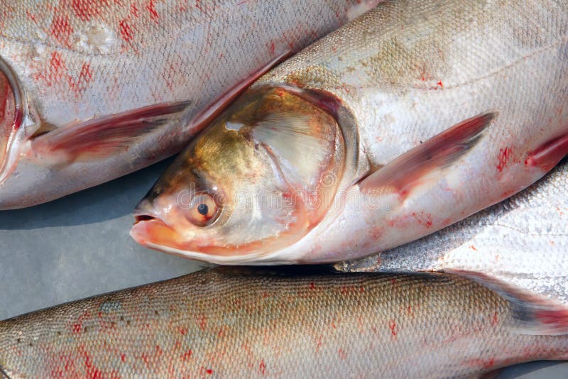 Silver carp stock photo. Image of fish, fishes, aquatic - 29839094