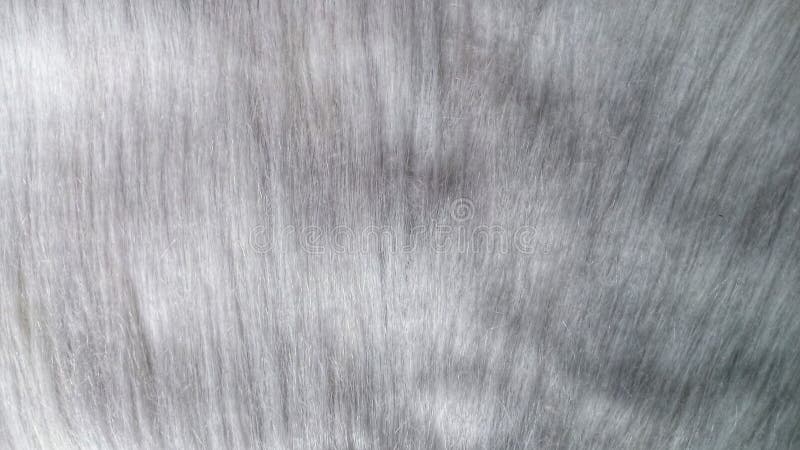 1,035 Silver Fur Texture Stock Photos - Free & Royalty-Free Stock ...