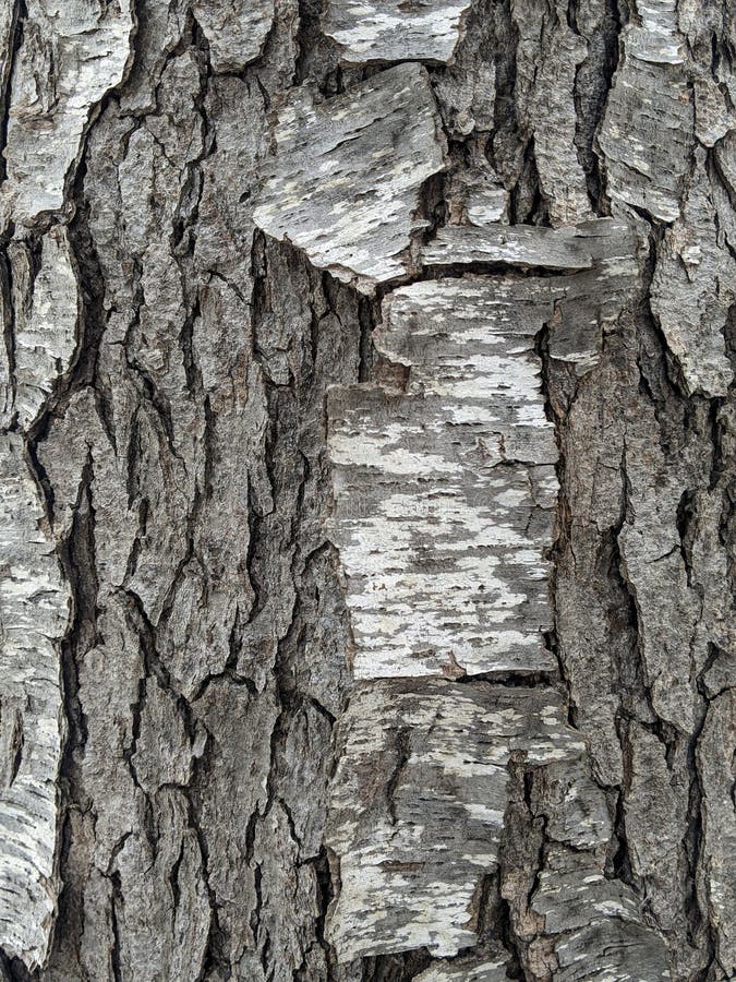 A Close-up of Silver Maple Bark Stock Image - Image of silver, bark ...