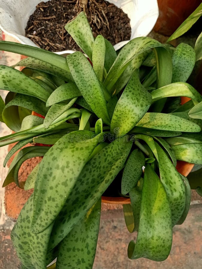 Close Up of Silver Squill Plant Stock Image - Image of natural, bright ...