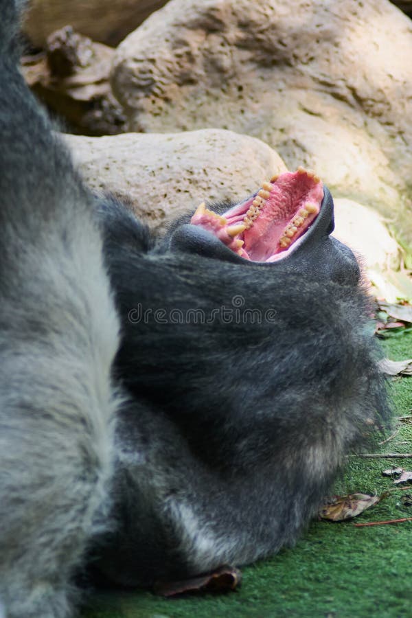 Close-up of a Silverback Gorilla Stretched Out on the Grass. Stock ...