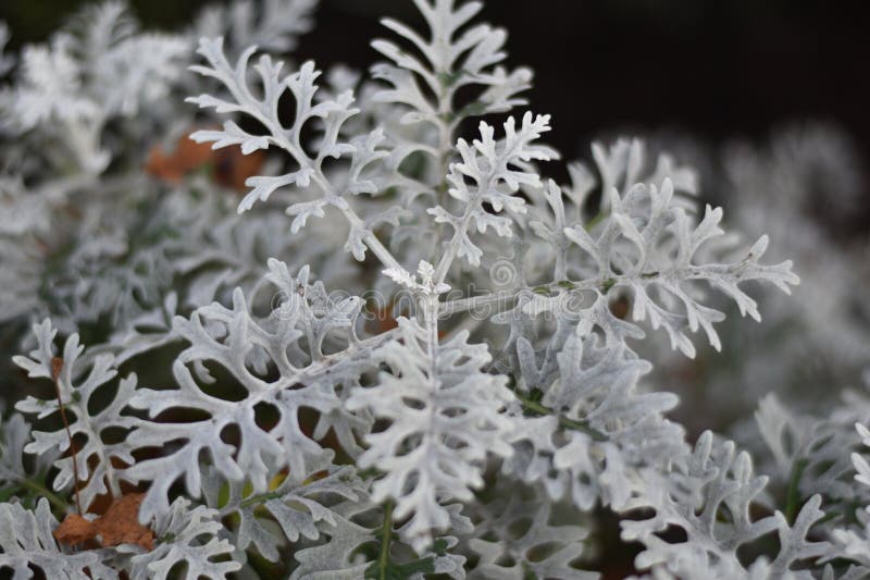 Senecio Cineraria - Jacobaea Maritima Stock Photo - Image of dusty ...