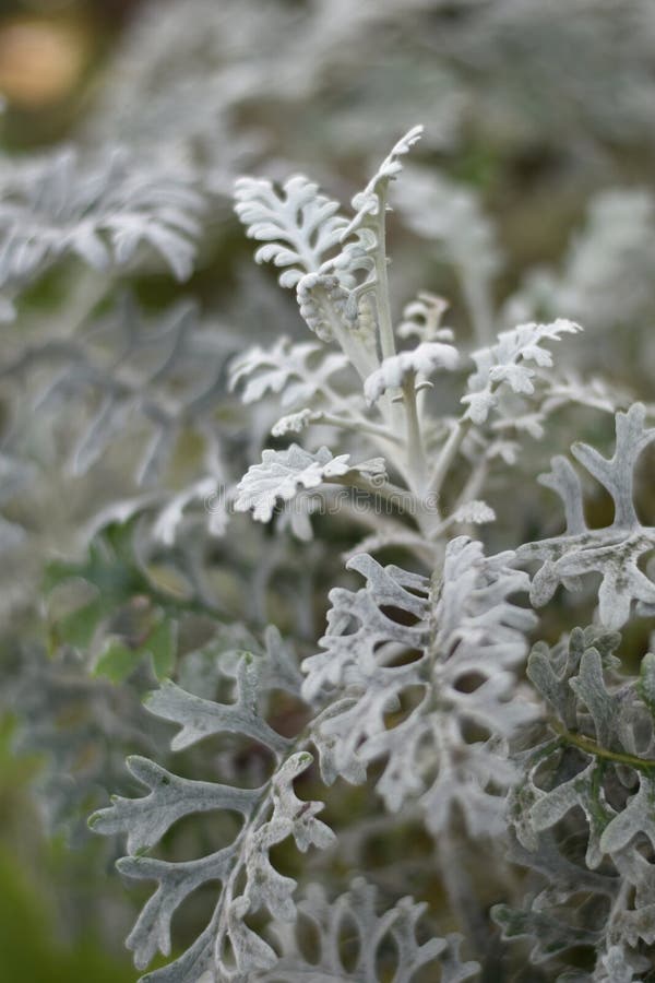 Senecio Cineraria - Jacobaea Maritima Stock Photo - Image of foliage ...