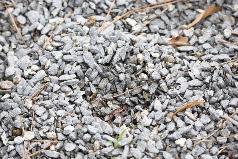 Alligator Track in Granite Path Stock Image - Image of alligator, life ...