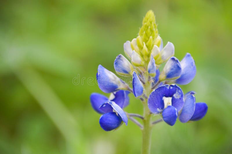 Bluebonnet stock photo. Image of plant, texas, petals - 176311908