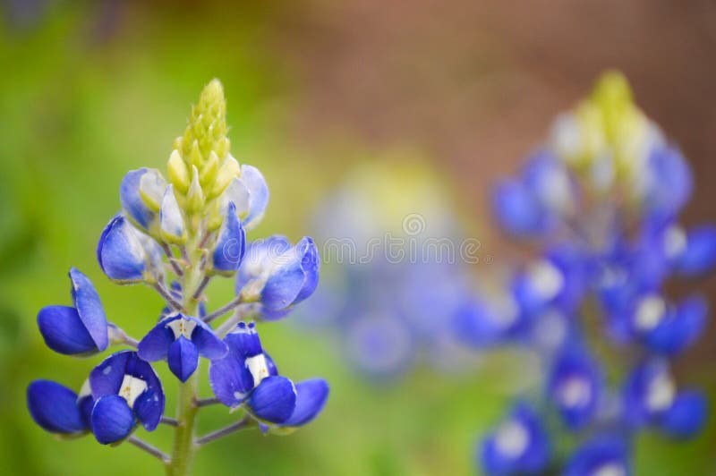 Bluebonnet stock image. Image of garden, fresh, flora - 176312997