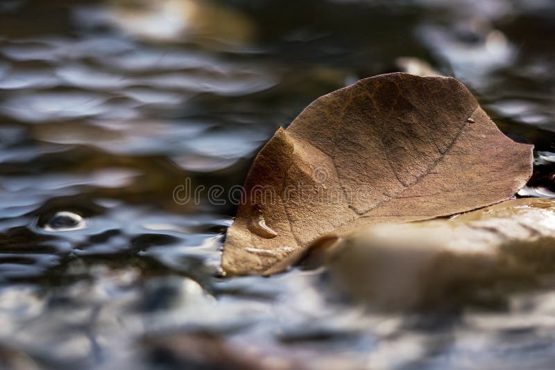 107,372 Leaf Stream Photos - Free & Royalty-Free Stock Photos from ...