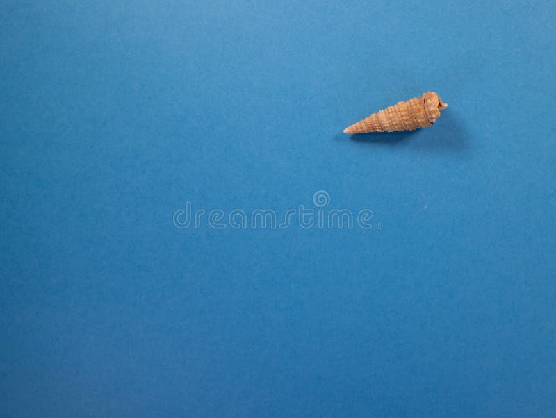 Close Up of a Single Brown Tropical Sea Shell Stock Image - Image of ...