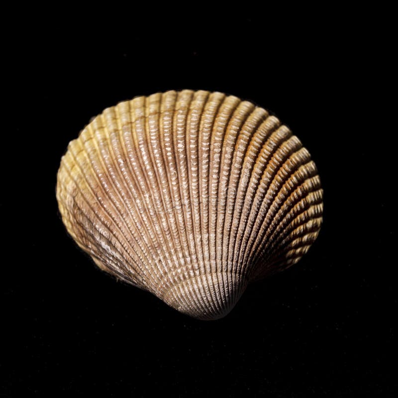 Single cockle shell. stock image. Image of beautiful - 123340319