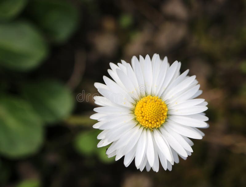 Close Up of a Single Daisy in Sunlight Stock Image - Image of ...