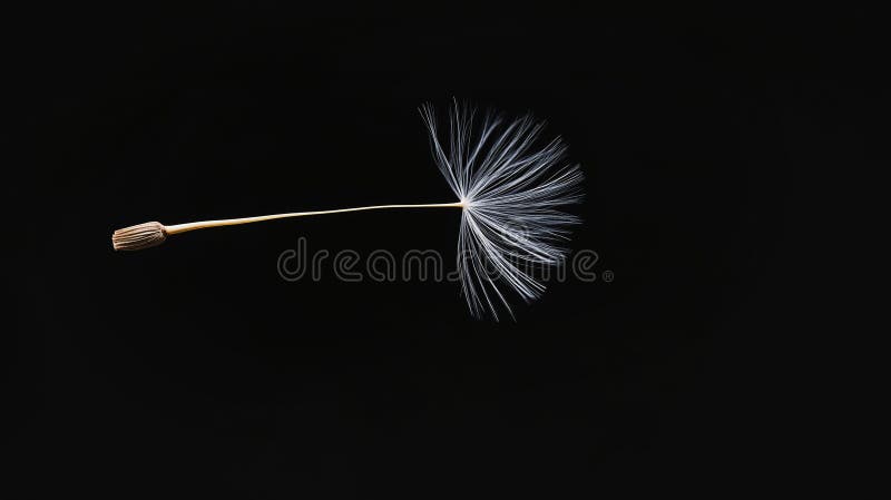 Close-up of a Single Dandelion Seed Floating Against a Dark Background ...