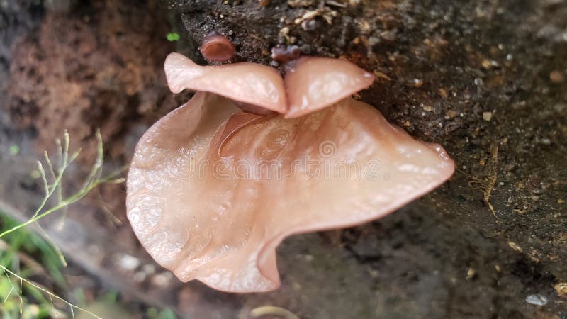 1,842 Mushroom Shaped Tree Stock Photos - Free & Royalty-Free Stock ...