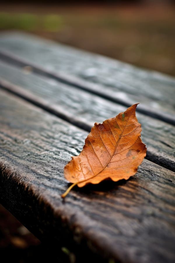 Close-up of Fallen Leaves, with the Sunlight Shining through Them Stock ...