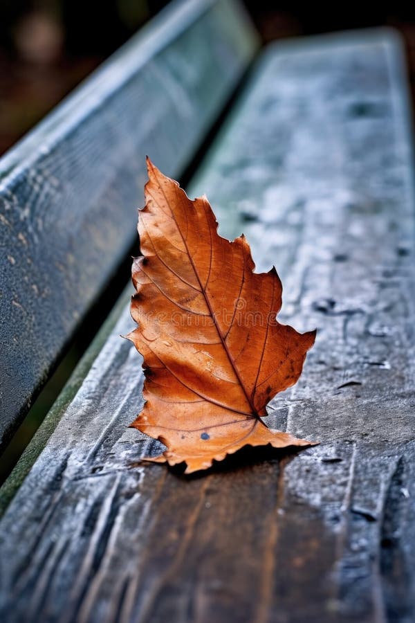 Close-up of Fallen Leaves, with the Sunlight Shining through Them Stock ...