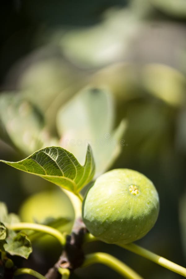 Close Up of a Single Fig on the Branch, Vertical Photo Stock Photo ...