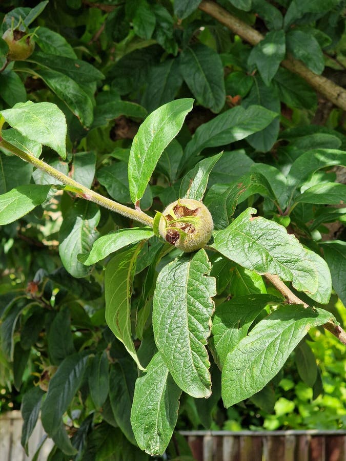 Close-up of a Single Fruit on a Tree Branch Stock Image - Image of ...