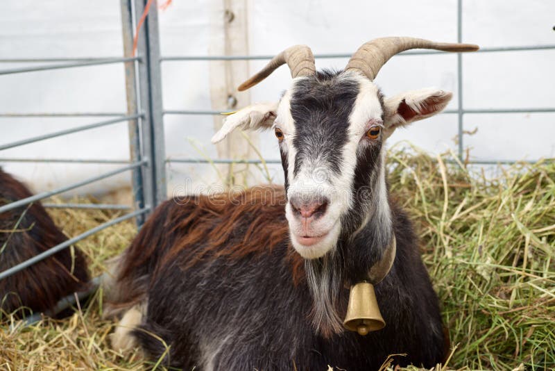 Goat close up stock photo. Image of looking, indoor - 114631278