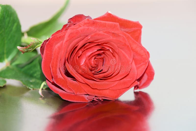 Single Red Rose on Reflective Surface Stock Photo - Image of head ...
